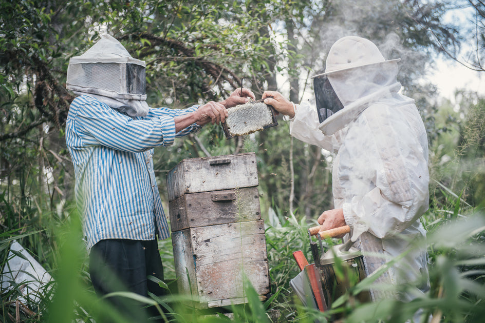 Ethical Honey Brands | Fair Trade and Partnership in Brazil – Bee Seasonal